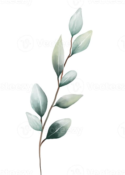 Eucalyptus Leaves Watercolor 16407124 PNG