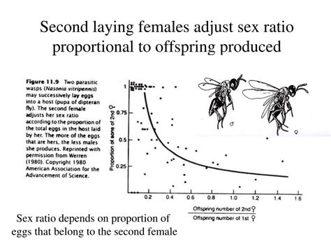 ppt sex and sex ratio powerpoint presentation free download id 1393950