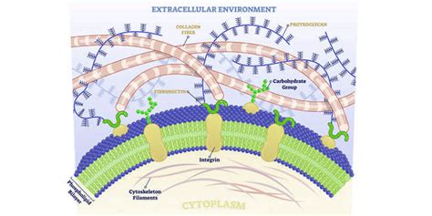cytoskeleton definition structure components functions geeksforgeeks