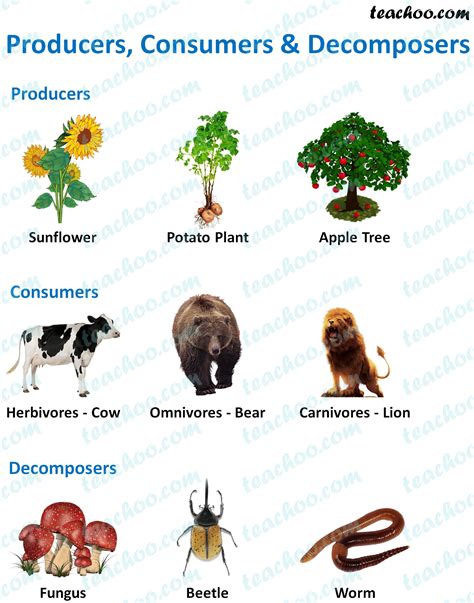 Components Of Ecosystem Biotic And Abiotic Teachoo Concepts