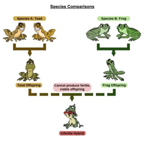 Ib Biology Topic Ecology Flashcards Quizlet