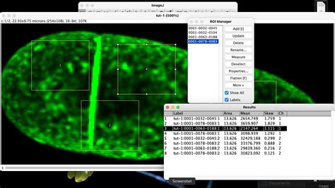 How To Measure Fluorescence Intensity Within Multiple Regions Of An