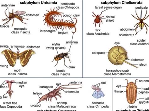 Ciri Ciri Klasifikasi Dan Pembagian Kelas Arthropoda Beserta Gambar