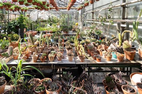 Cactus Y Suculentas En Invernadero Que Crecen En Macetas Para Vender A