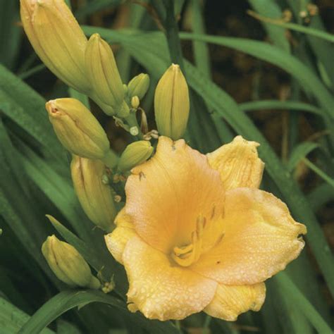 Mini Pearl Daylily Fine Gardening