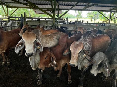 Impulsan mejora de la producción ganadera en Bocas del Toro Inf
