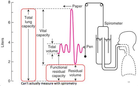 Gas Exchange In The Lung Flashcards Quizlet
