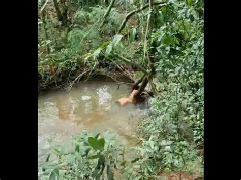 Corpo foi encontrado em adiantado estado de decomposição em Cândido de