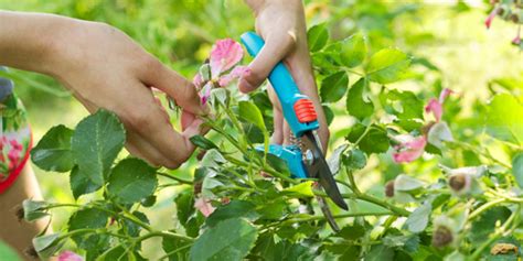 Bouturer Un Rosier Quand Et Comment Faire Ses Boutures De Rosiers