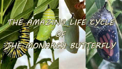 Monarch Butterfly Life Cycle Metamorphosis Time Lapse The Twerking