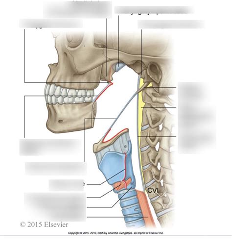 Larynx Ligaments Etc Diagram Quizlet