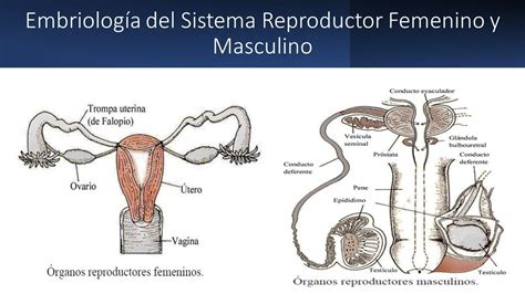 La Reproduccion Humana Sistema O Aparato Reproductor Masculino Y