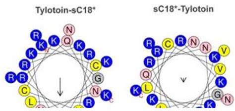 Cell Penetrating Peptides Creative Peptides Blog