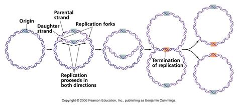 Dna Replication Online Biology Notes