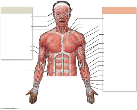 Ch 11 Upper Body Anterior View Diagram Quizlet