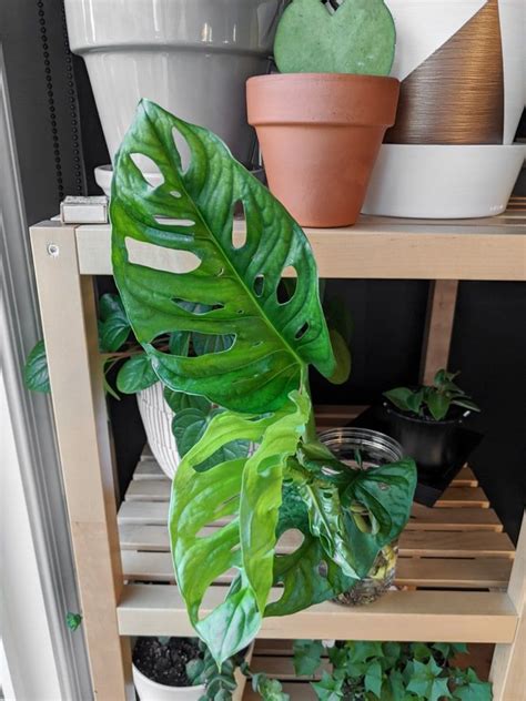 Monstera Adansonii Propagation And How To Care For Your New Plant