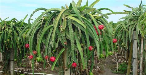 Pohon Buah Naga Buletin Pasarmikro