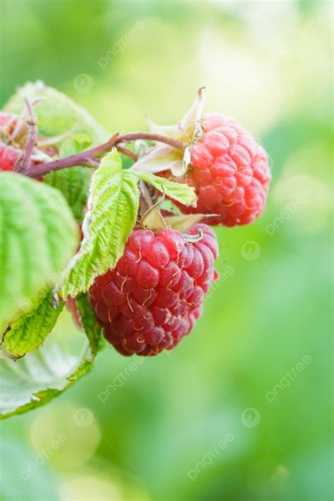 Ripe Red Raspberry On The Branch Closeup Photo Background And Picture