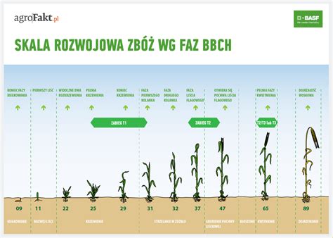 Fazy rozwojowe zbóż skali bbch