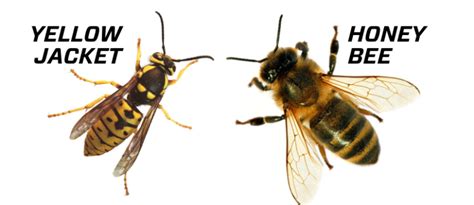 Difference Between Bee And Yellow Jacket Differences Finder