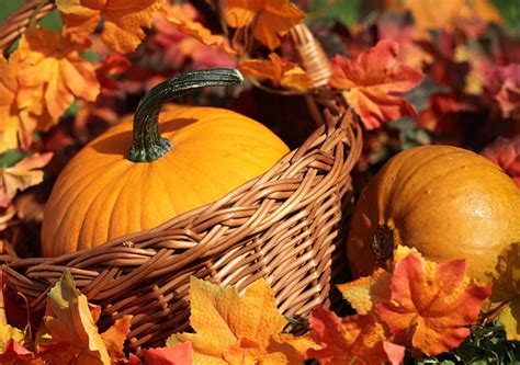 Cómo plantar y cultivar calabazas guía completa Be Able
