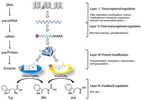 Ijms Free Full Text Precise Regulation Of The Taa Tar Yucca Auxin