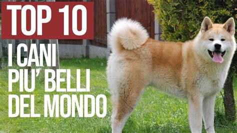Top Cani Pi Belli Del Mondo Youtube