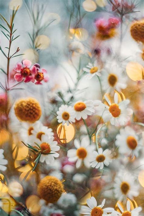 Some White And Pink Flowers Are In The Middle Of Blurry Photoshopped
