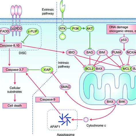 Schematic Representation Of The Intrinsic And Extrinsic Pathways Of