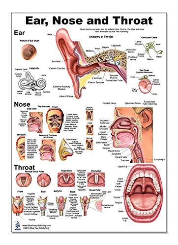 Throat Diagram Front