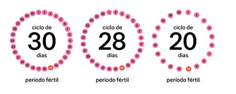 Tudo sobre período fértil Quando acontece e como calcular