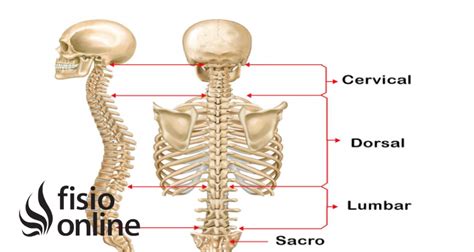 Columna vertebral Qué es dónde se encuentra cuál es su función y