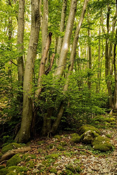 Fotograf A Naturaleza Aire Libre Bosque Rboles Musgo Plantas