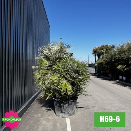 Palmier Humilis Multi Troncs H 220 230 Cm H69 6