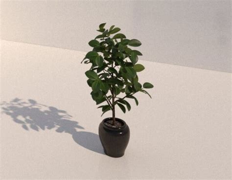 Plantas Peque As En Revit Ficus Elastica Familias Revit Gratis