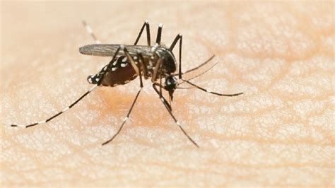 S Ntomas Del Dengue Que Todos Debemos Conocer Pronto
