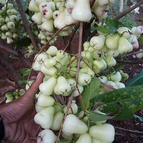Jual Bibit Jambu Air Madu Deli Putih Shopee Indonesia