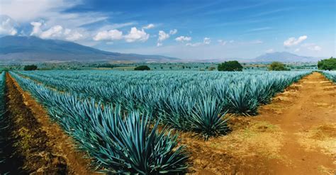 Guía básica Cómo cultivar el agave una opción para zonas semiáridas