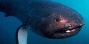 TIBURÓN ANGUILA Características Hábitat y fotos