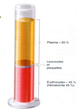 Le Sang Et Les Cellules Sanguines G N Ralit S Histologie Ue Cartes