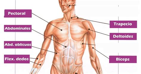 Clasificacion De Los Musculos Del Cuerpo Humano Kulturaupice 84720