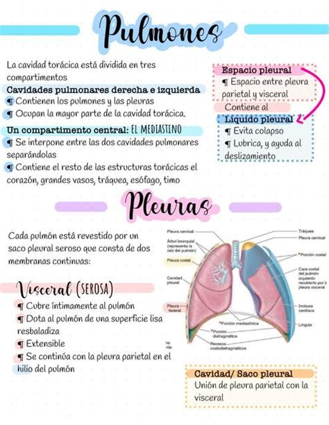 Anatom A Pulmones Alondra Udocz