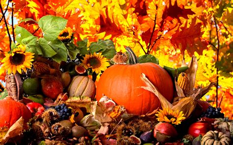Free Harvest Wallpaper 1920x1200 83430