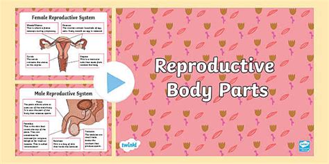 Rshp Reproductive Body Parts Powerpoint Teacher Made