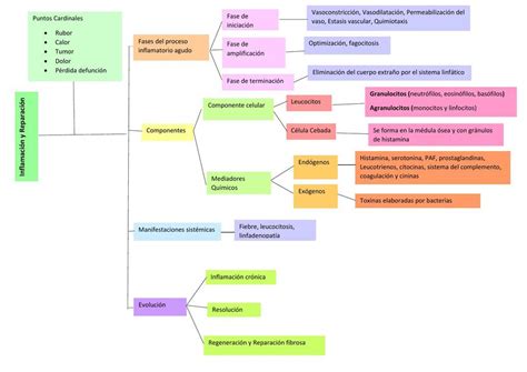 Inflamación Aguda Dentinotes av uDocz