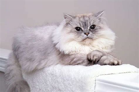 Mengenal Jenis Jenis Kucing Persia Dan Harganya Terbaru 2023 Beserta