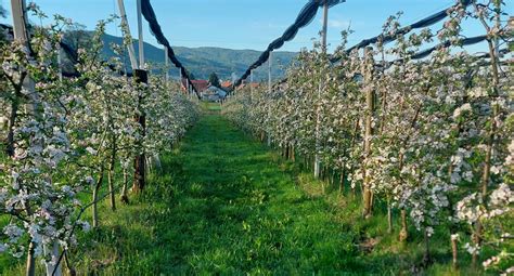 Agro Car Rasadnik voćnih i loznih sadnica Agro Car