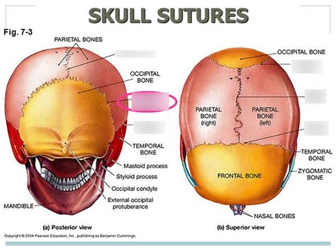 Skull Sutures Diagram Quizlet