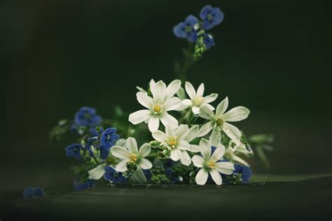 Kwiaty Martwa Natura Weronika Darmowe zdjęcie na Pixabay Pixabay