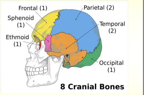 Anatomy Final Exam Flashcards Quizlet